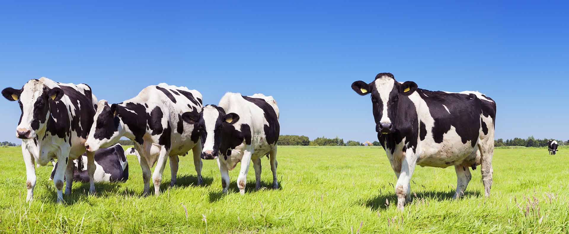 The Cheese Baron - Fresh Dairy from Farm to Table