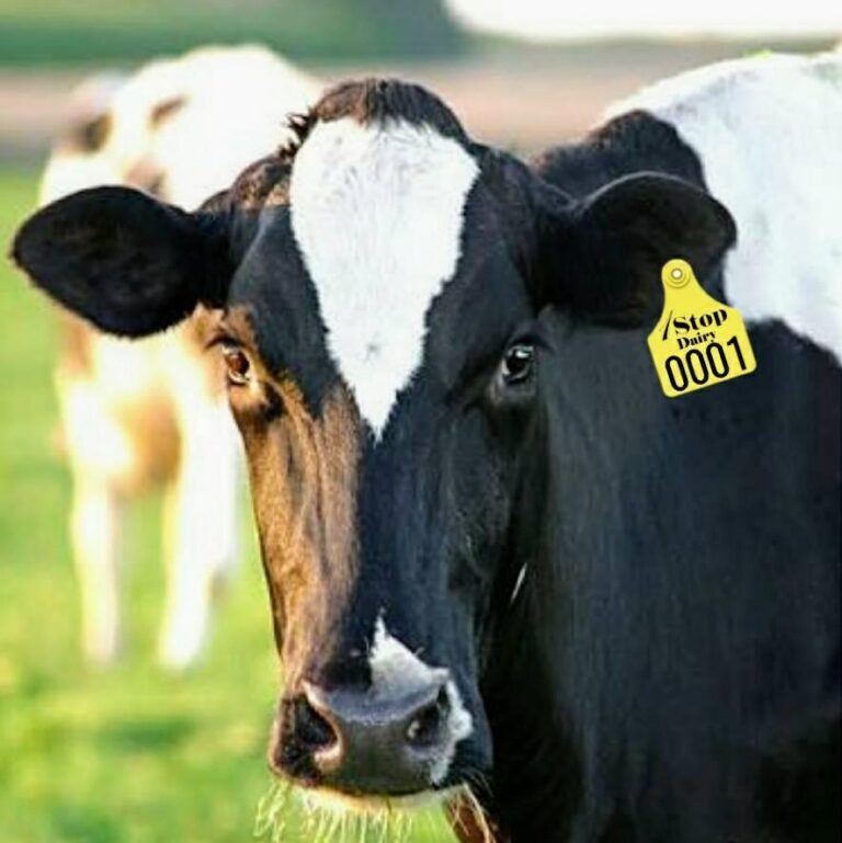 About Page - The Cheese Baron